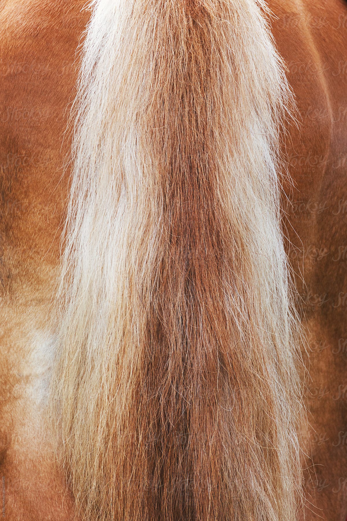 "Pony Tail" by Stocksy Contributor "Jira Saki" - Stocksy