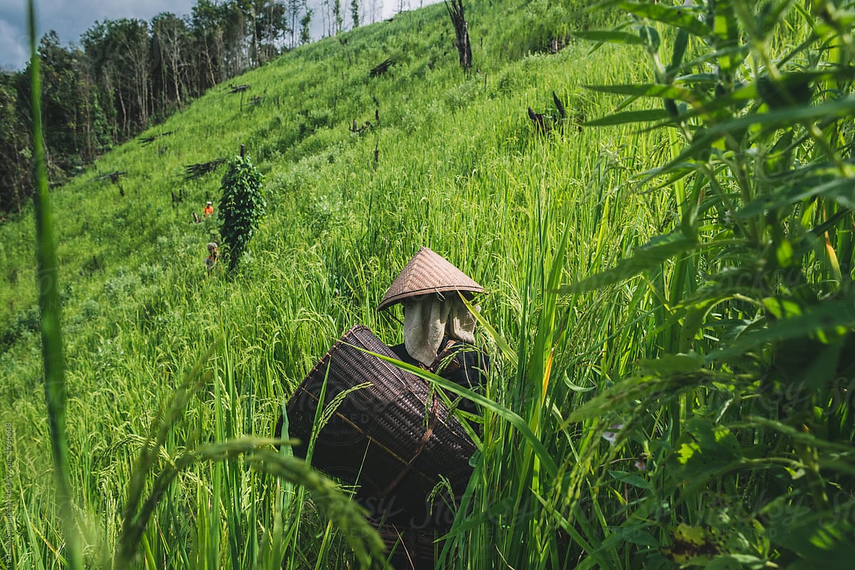 "Senior Karen Woman In Her Rotational Farming" by Stocksy Contributor ...