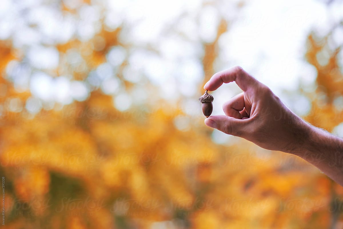 "Male Hand Holding An Acorn" by Stocksy Contributor "Jovana Rikalo ...