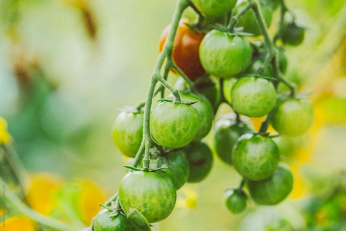 "Tomato Branch" by Stocksy Contributor "Lumina" - Stocksy