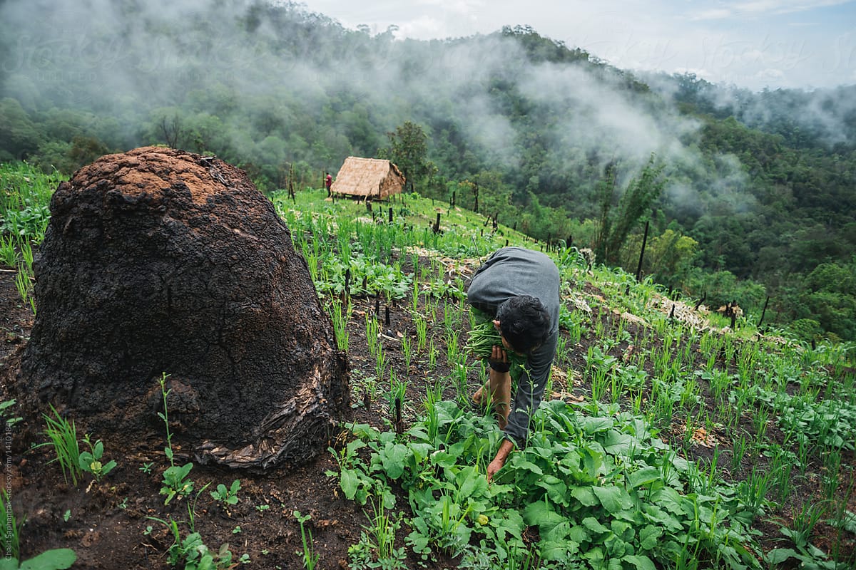 "Karen People In His Rotational Farming" by Stocksy Contributor "Chalit ...