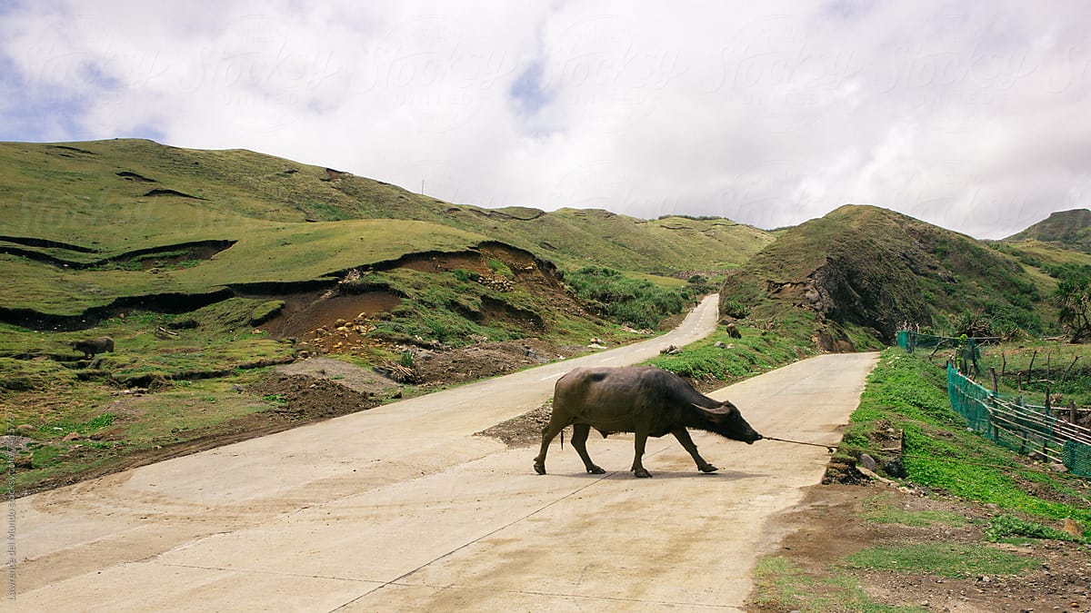 "Why Did The Carabao Cross The Street?" by Stocksy Contributor ...