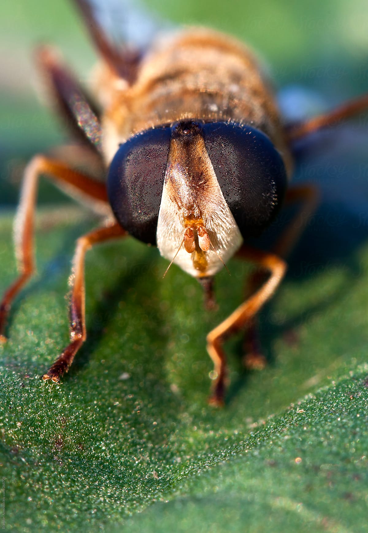 "Macro Of A Hoverfly's Large Eyes" by Stocksy Contributor "Brandon Alms ...