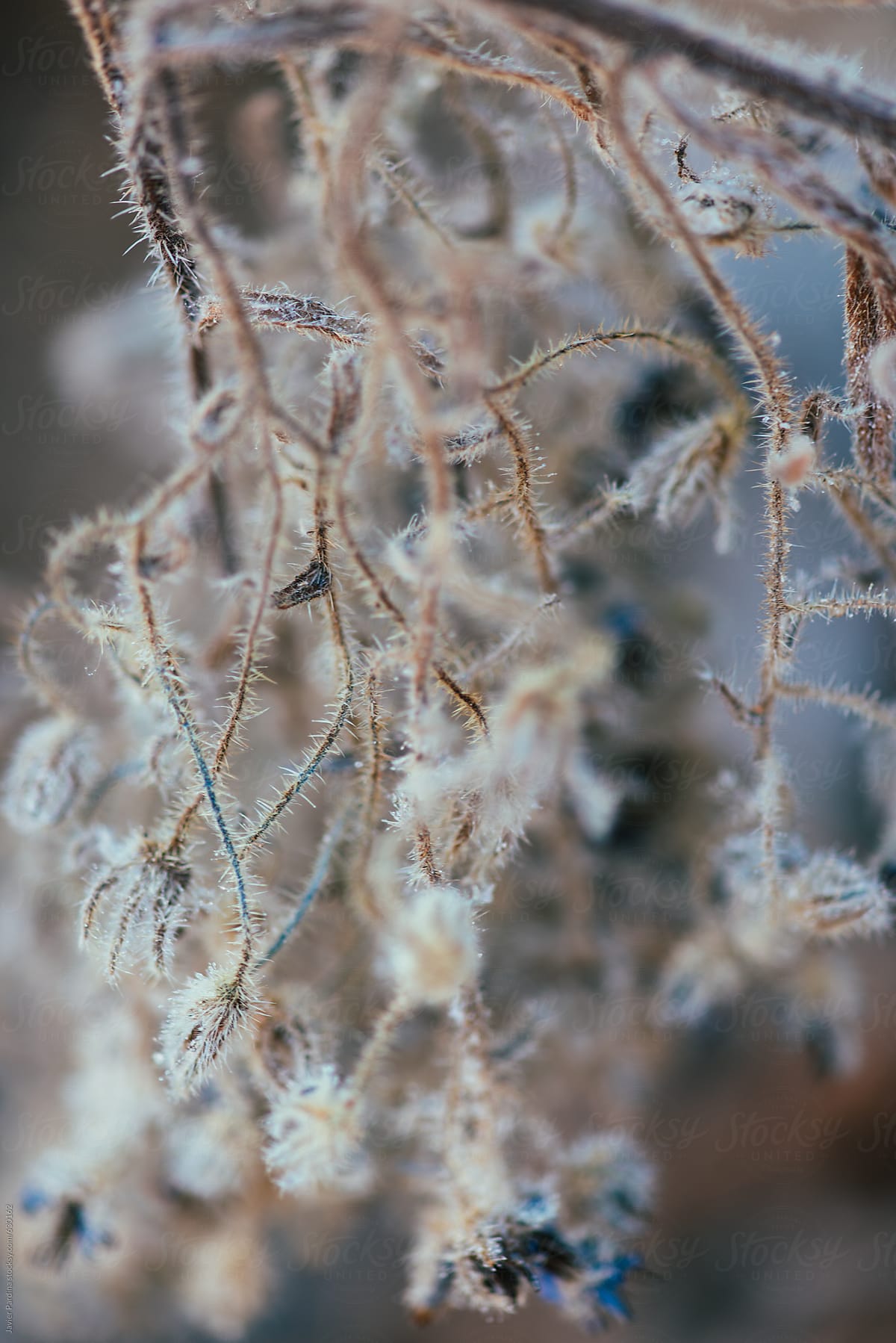 "White Flora Inside The Forest" by Stocksy Contributor "Pardina Studio ...
