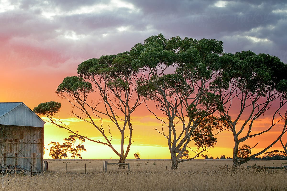 "Stunning Farming Lansdcape At Sunset" by Stocksy Contributor "Rowena ...