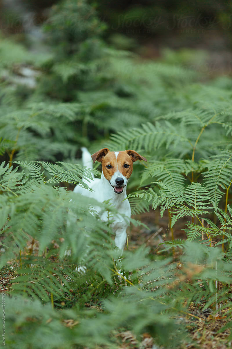 "Dog And Ferns" by Stocksy Contributor "Pardina Studio x Katya D" - Stocksy