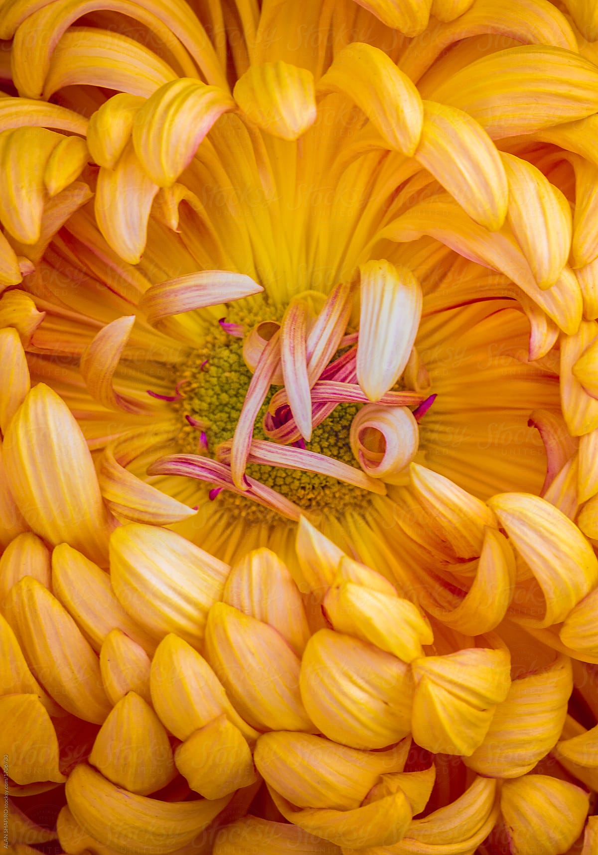 "Japanese Chrysanthemum (Kiku) Macro" by Stocksy Contributor "ALAN ...