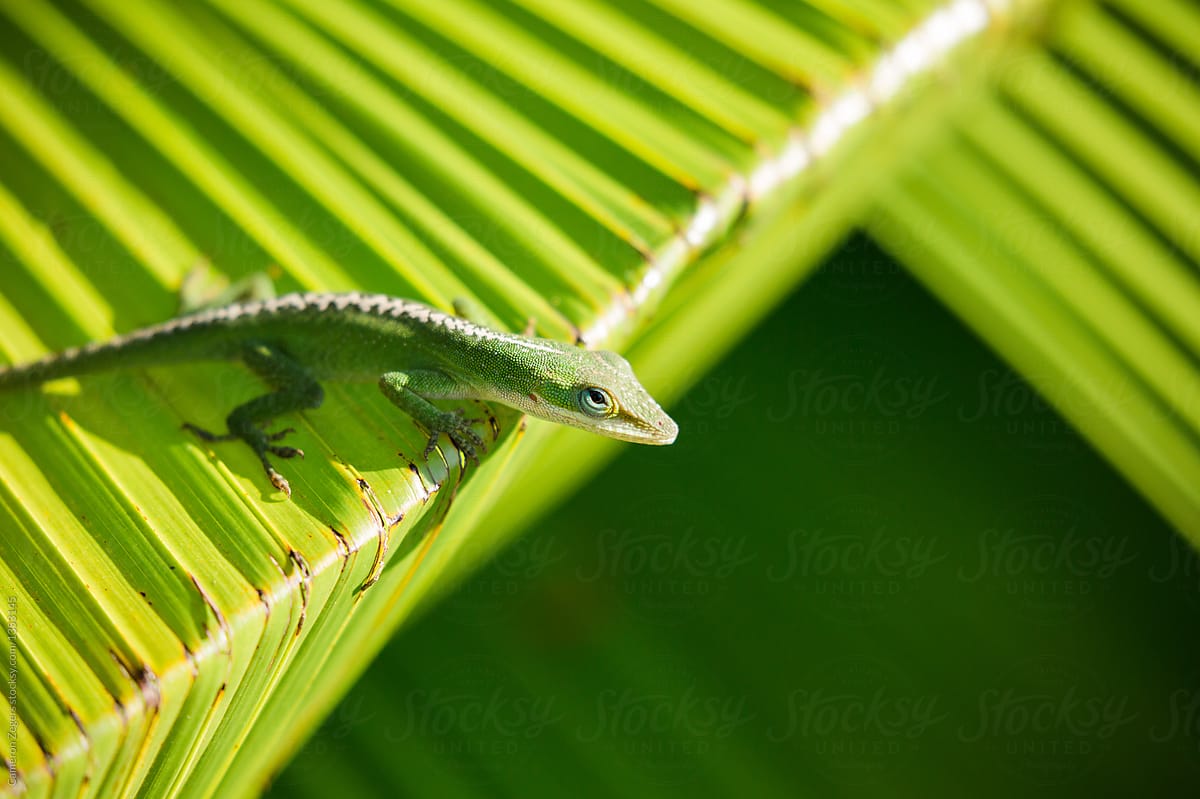 "Green Anole Lizard On Leaf" by Stocksy Contributor "Cameron Zegers ...