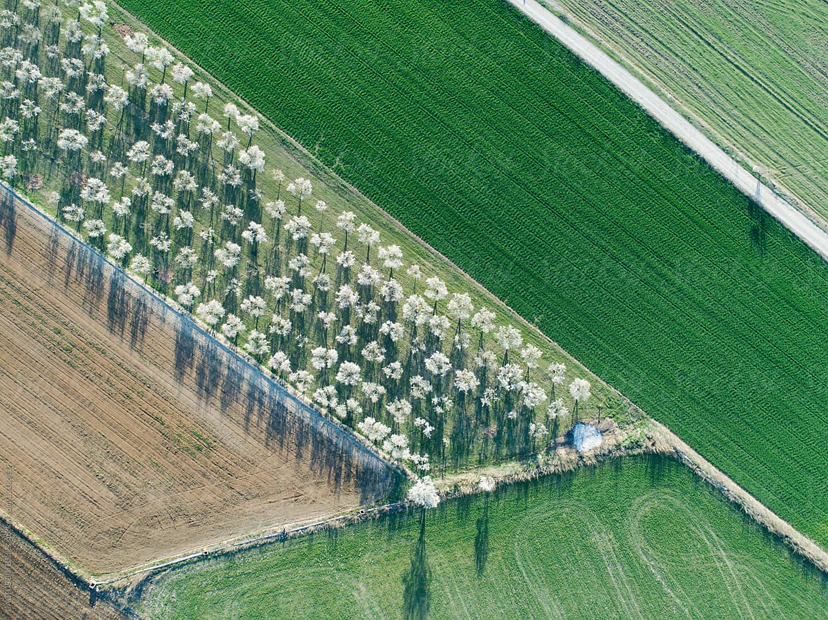 "Aerial View Of Almond Trees" by Stocksy Contributor "CACTUS Creative ...