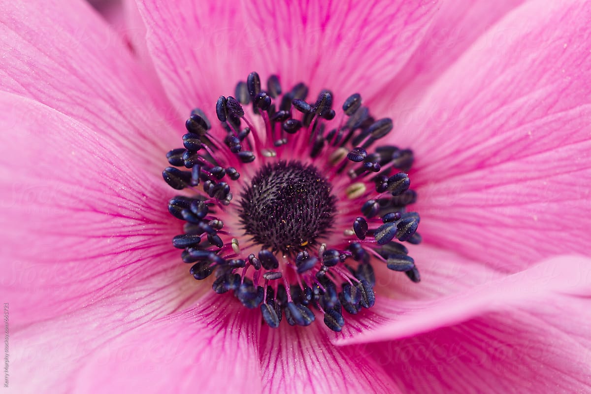 "Macro Of Center Of Pink Anemone Flower" by Stocksy Contributor "Kerry ...