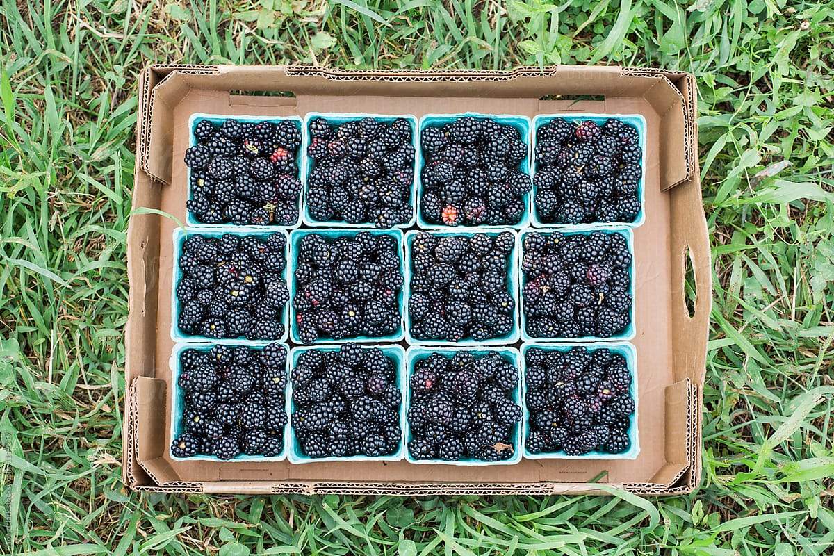 "Overhead View Of Freshly Picked Blackberries" by Stocksy Contributor ...