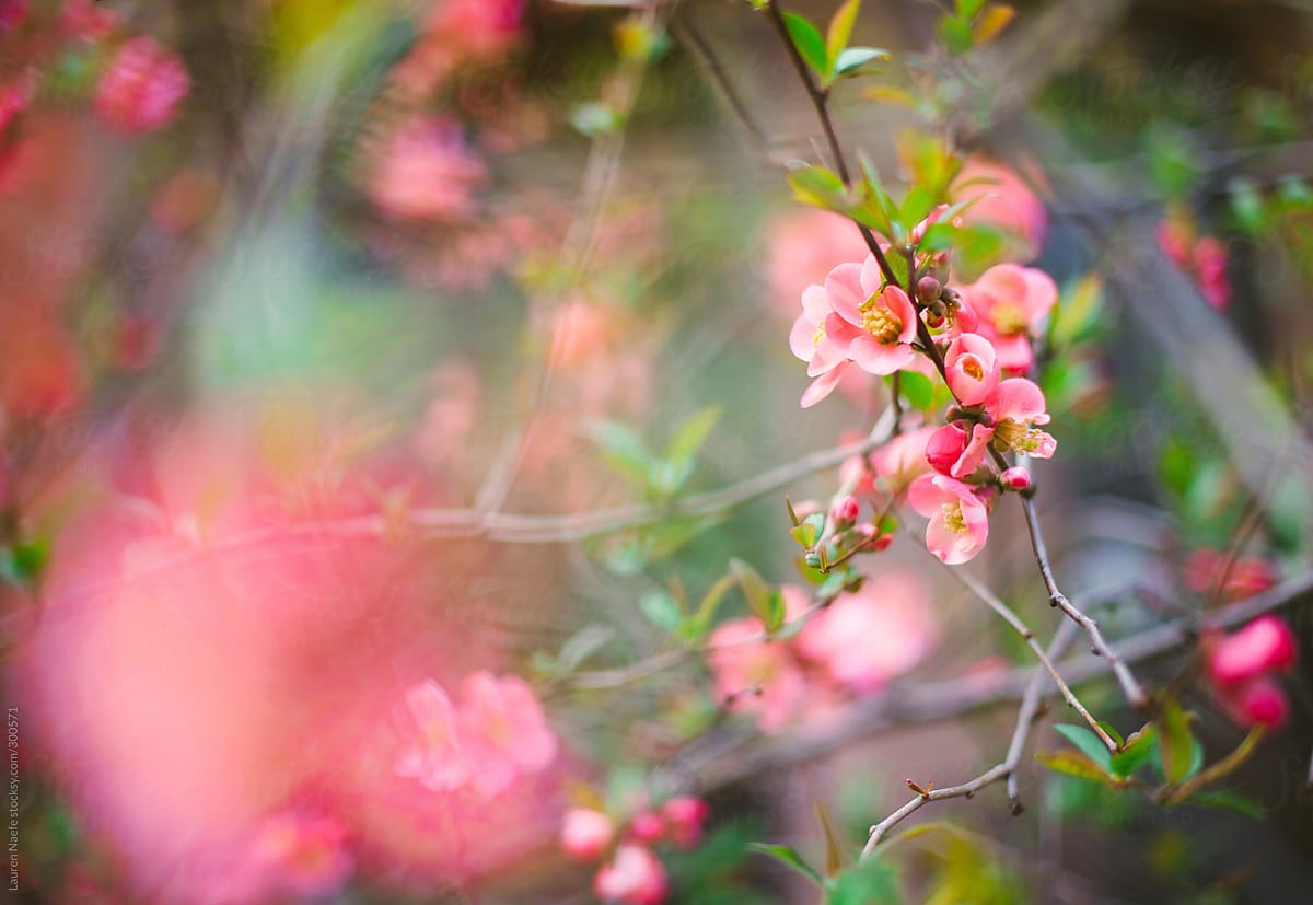 "Pink Blossoms In Spring" by Stocksy Contributor "Lauren Lee" - Stocksy