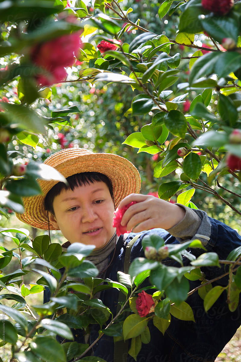 Asian woman picking fresh camellias. in the camellia grove - Stock ...