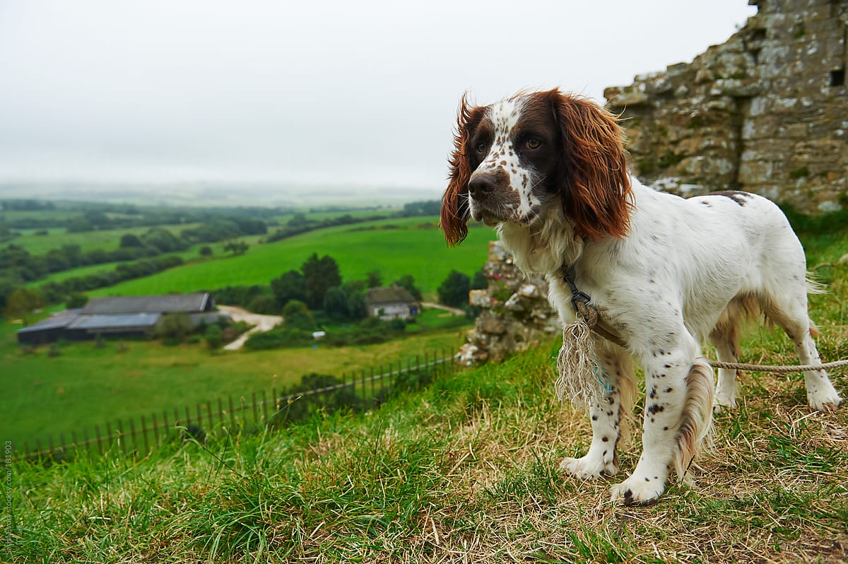 "Dog Guarding Ruins Of Medieval Castle" by Stocksy Contributor "Sasha ...