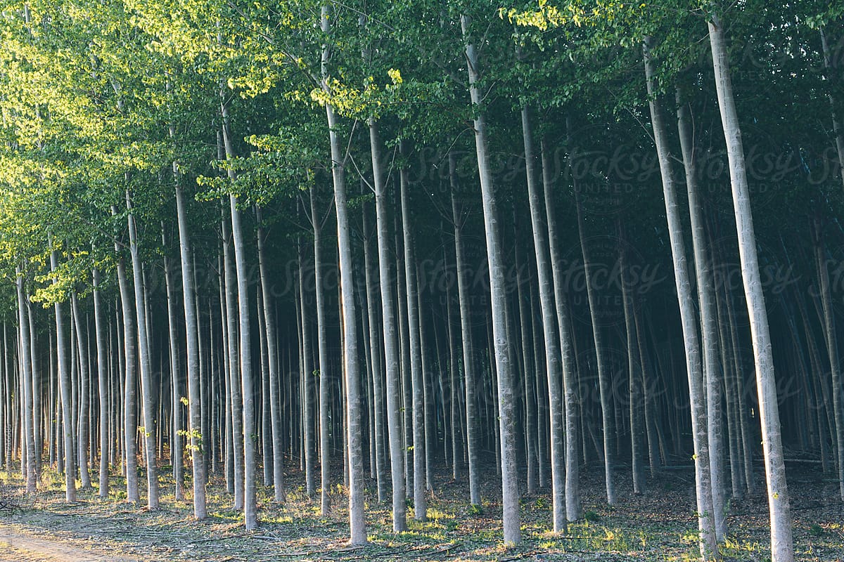 "Tree Farm" by Stocksy Contributor "Rialto Images" - Stocksy