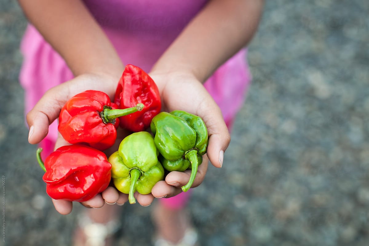 "Hands Holding A Pile Of Hot Red And Green Peppers" by Stocksy ...
