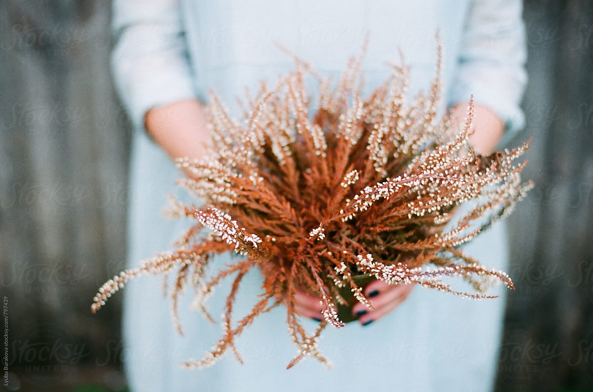"Woman Holding A Heather Plant" by Stocksy Contributor "Amor Burakova ...