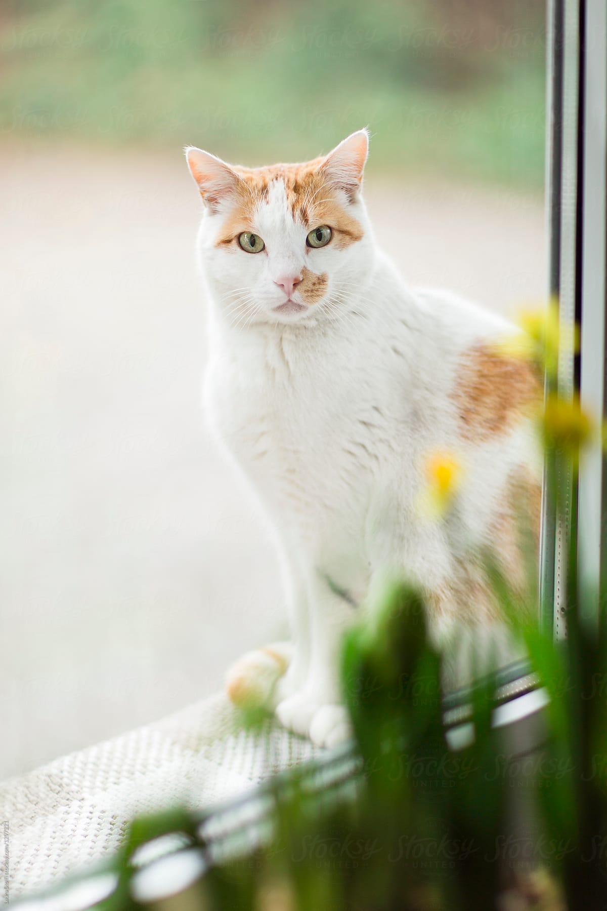 "Cat Looking For Someone At Home" by Stocksy Contributor "Laura Stolfi ...
