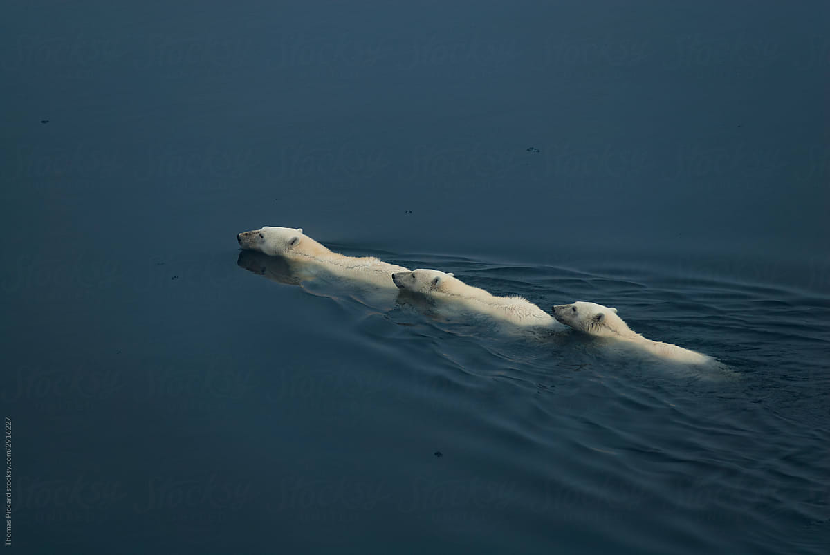 Polar bears swimming, Svalbard, Norway. - Stock Image - Everypixel