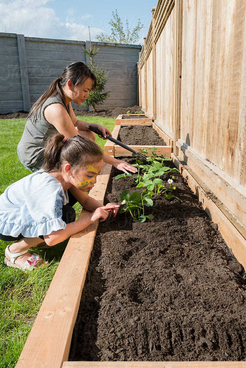 "Mother And Daughter Planting New Garden" by Stocksy Contributor ...