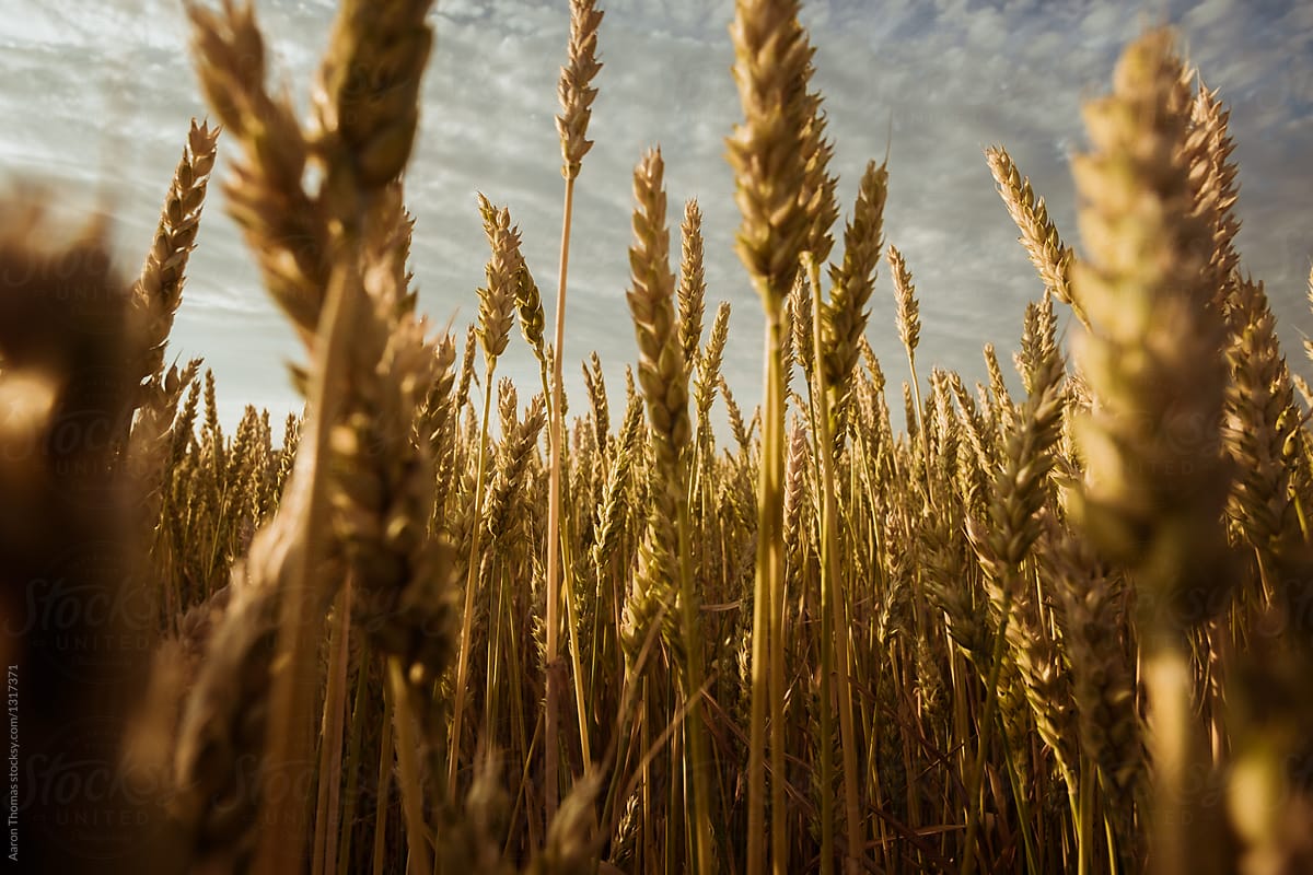 "Wheat Fields In Ohio" by Stocksy Contributor "Aaron Thomas" - Stocksy