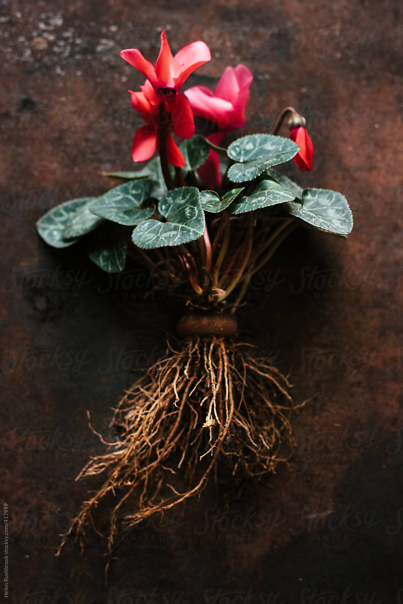 "An Autumn-flowering Cyclamen With Uncovered Roots And Corm." by ...