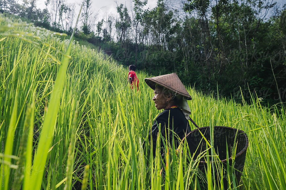 "Senior Karen Woman In Her Rotational Farming" by Stocksy Contributor ...