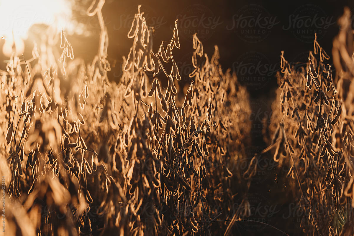"Bean Field" by Stocksy Contributor "Melanie DeFazio" - Stocksy