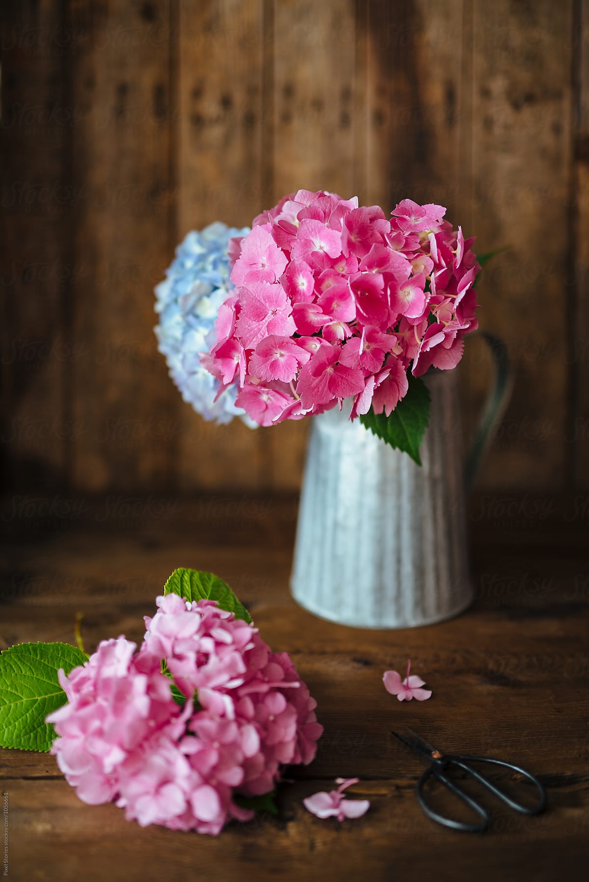 "Hydrangea Flowers Bouquet" by Stocksy Contributor "Pixel Stories ...