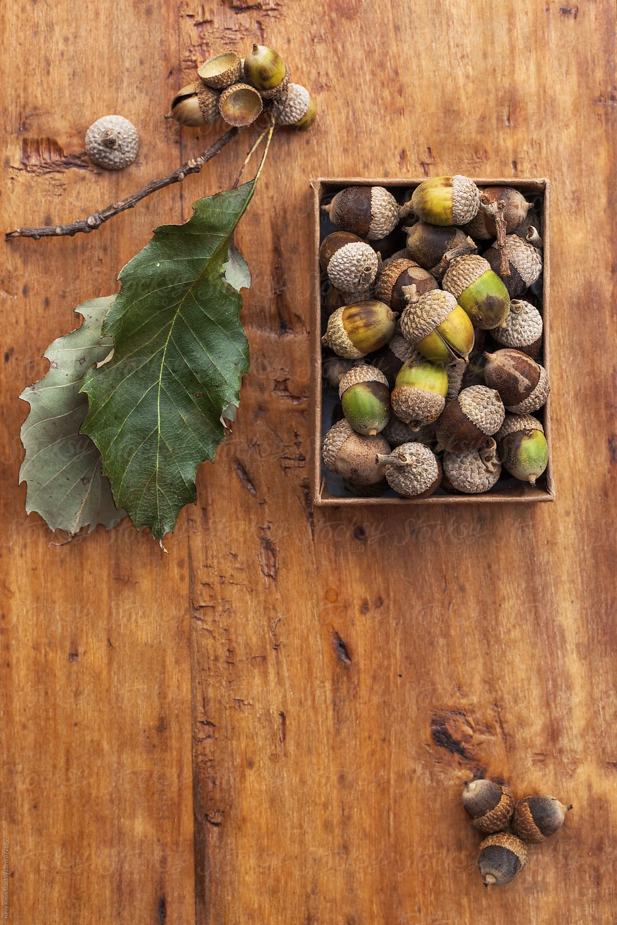 "Collection Of Acorns On A Table" by Stocksy Contributor "Kelly Knox ...