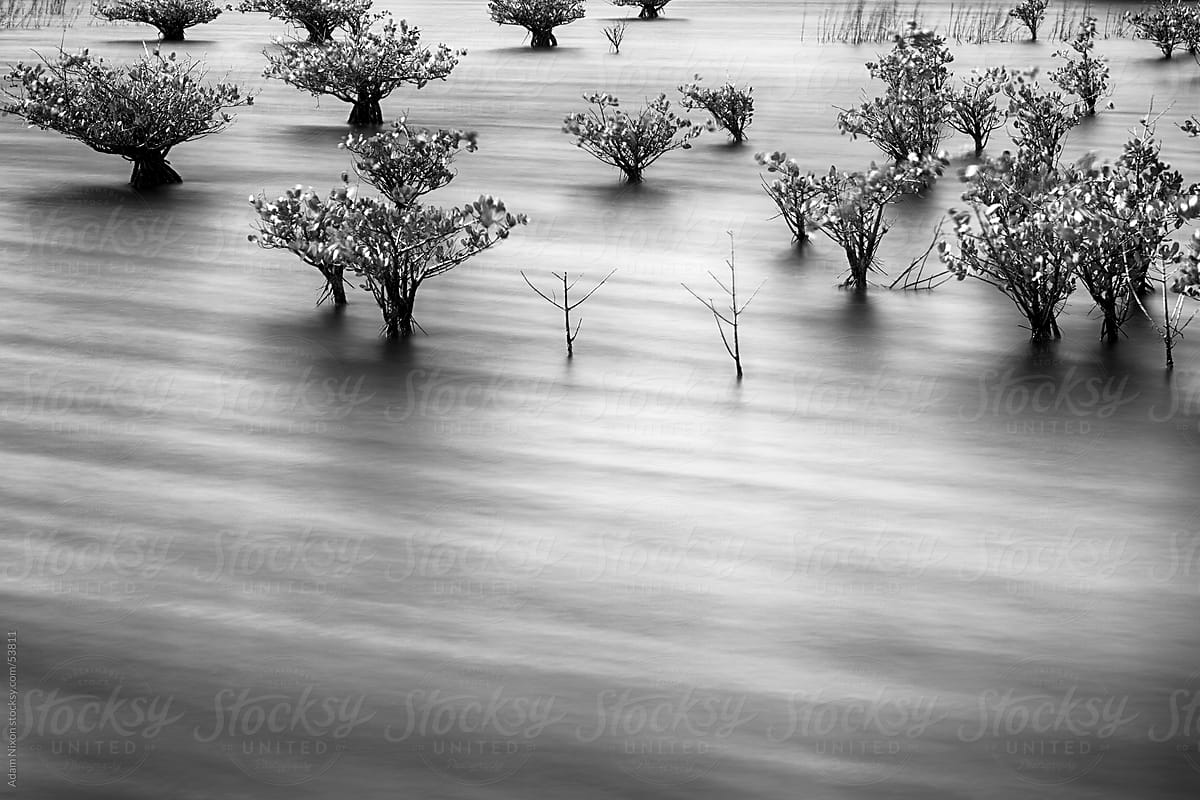 "Boggy Pond" by Stocksy Contributor "Adam Nixon" - Stocksy