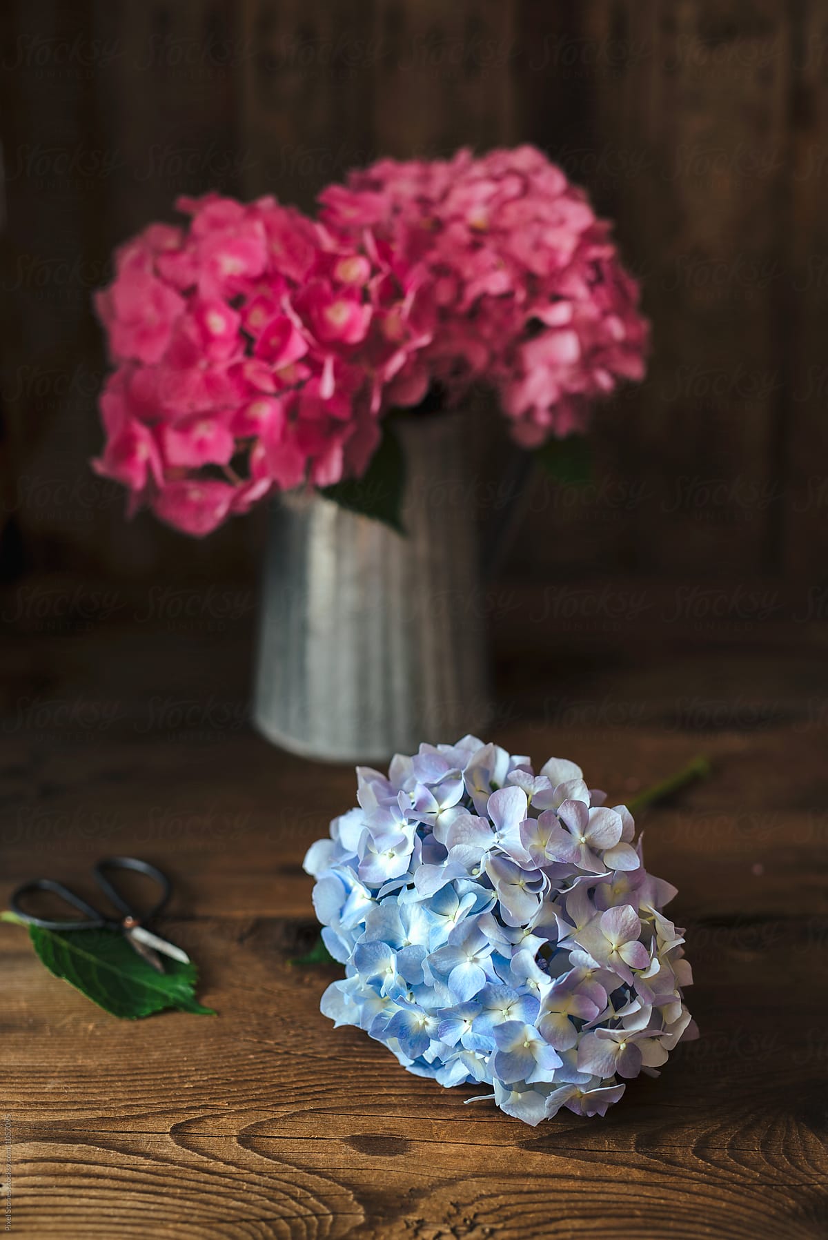 "Hydrangea Flowers Bouquet" by Stocksy Contributor "Sibila and Pavel ...