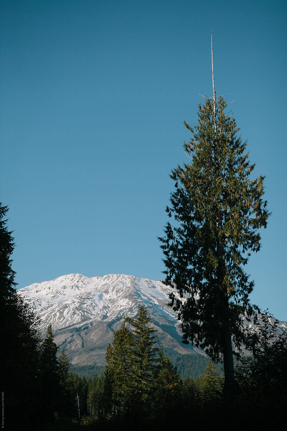 "Mount St. Helens Through Trees" by Stocksy Contributor "Branden Harvey ...