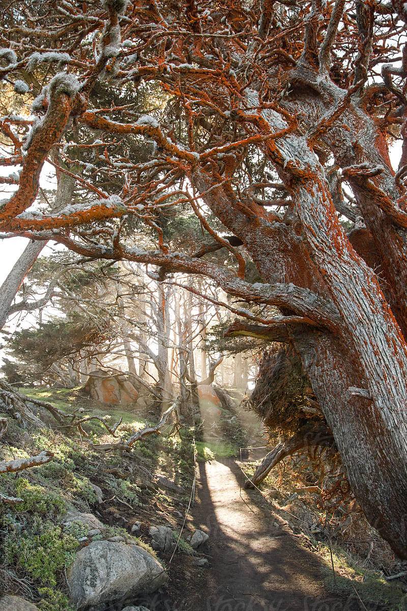 "Sunrays Burst Through Monterey Cypress At Point Lobos State Reserve ...