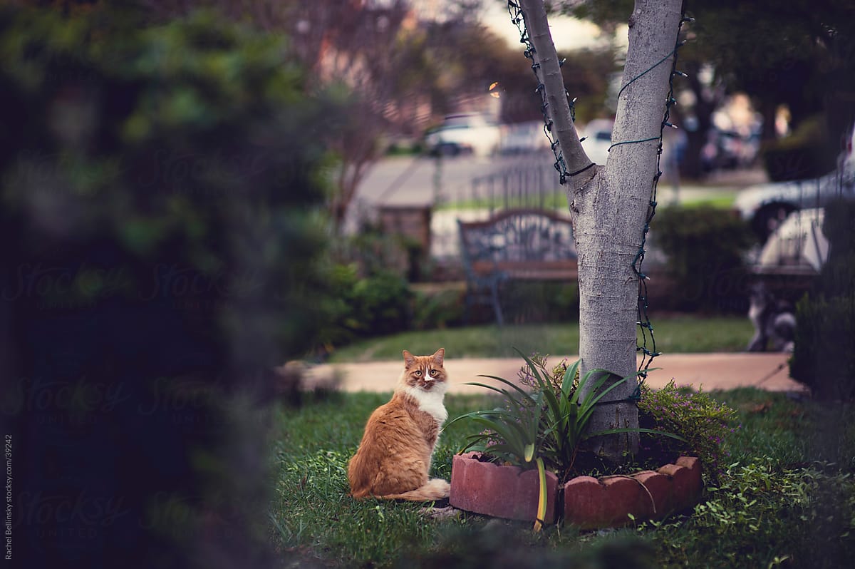 "Orange Cat In Suburban Grassy Yard" by Stocksy Contributor "Rachel ...