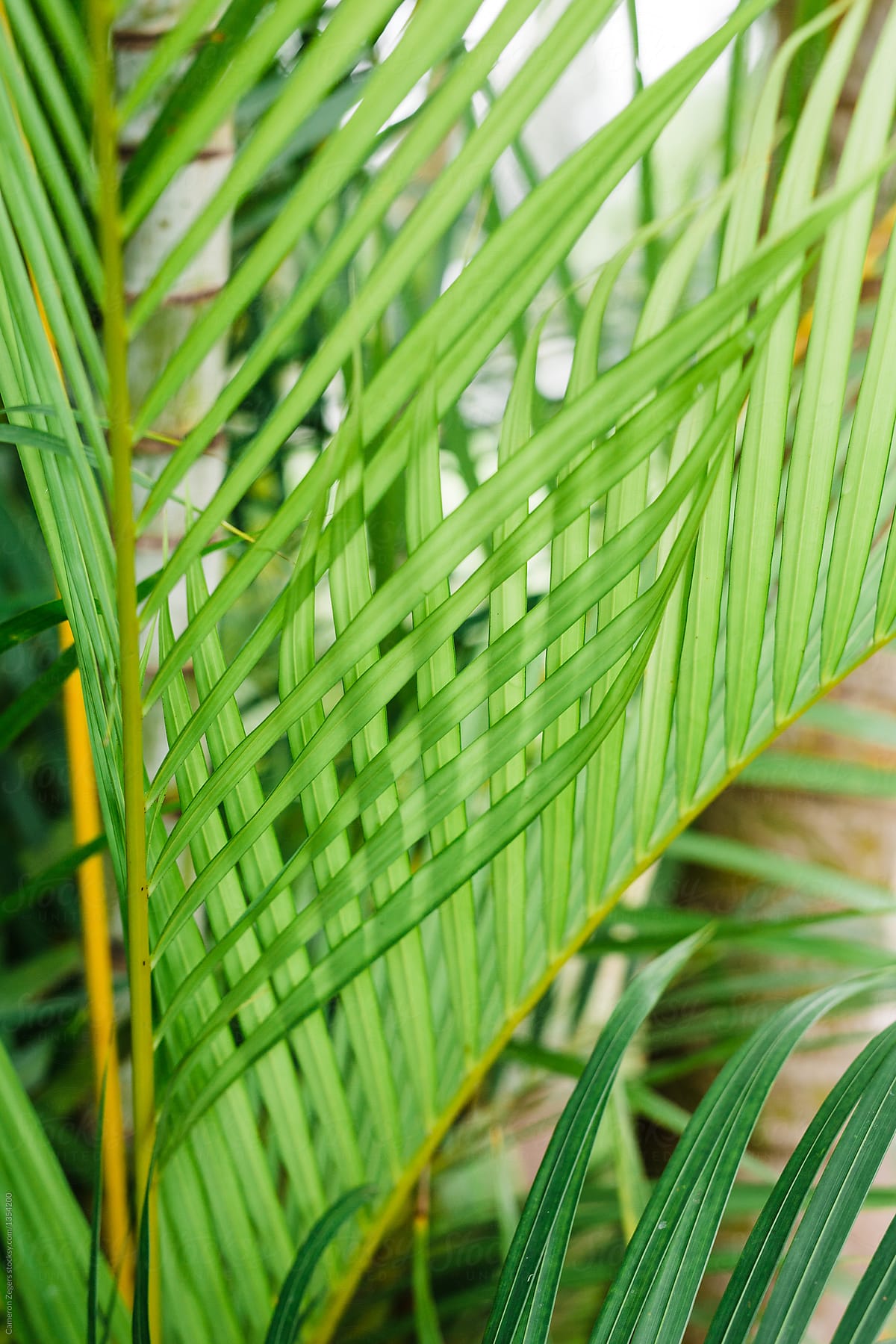 "Close Up Of Palm Leaves" by Stocksy Contributor "Cameron Zegers" - Stocksy