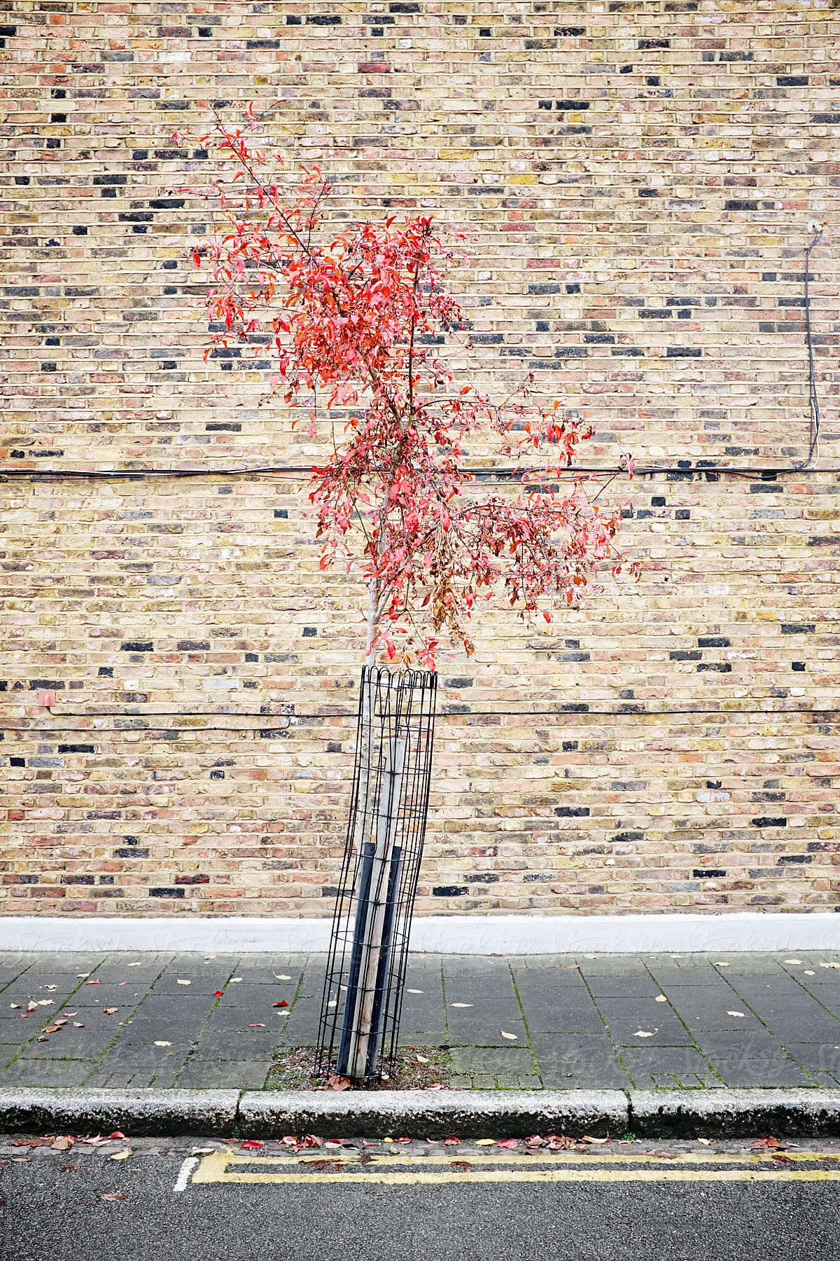 "Urban Tree In Autumn" by Stocksy Contributor "James Ross" - Stocksy