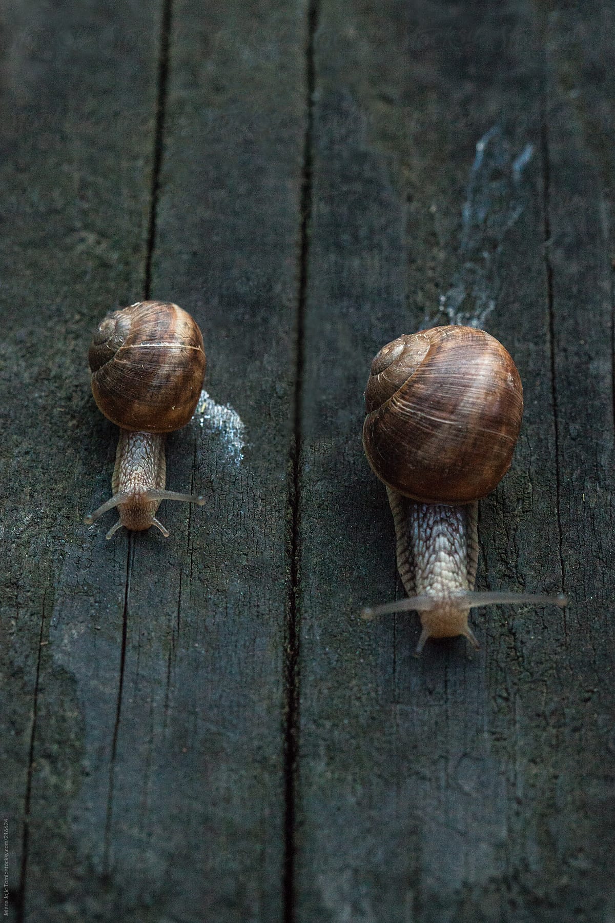"Snail Lifestyle" by Stocksy Contributor "Jelena Jojic Tomic" - Stocksy