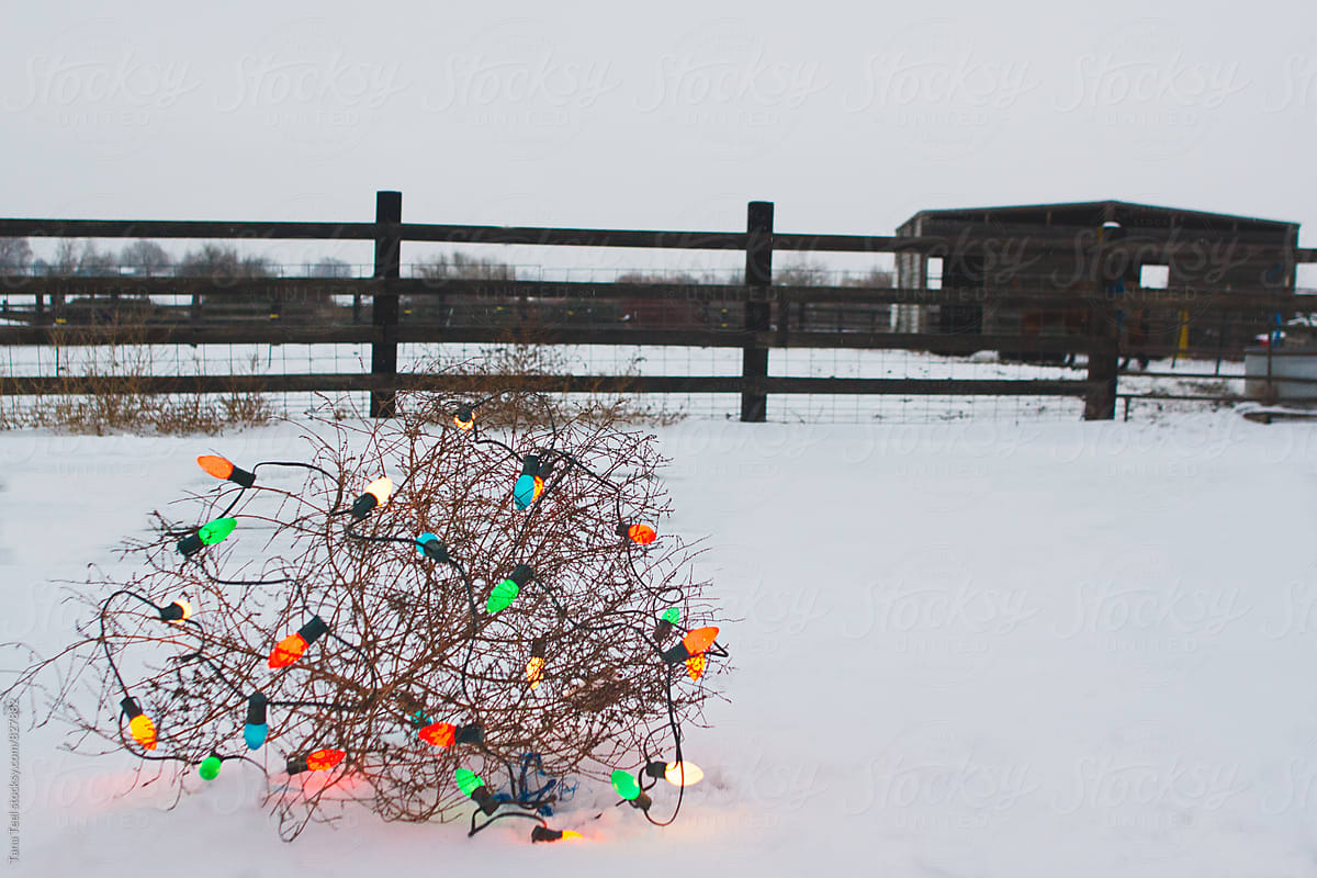 "Tumbleweed Decorated With Large Colored Christmas Lights" by Stocksy ...