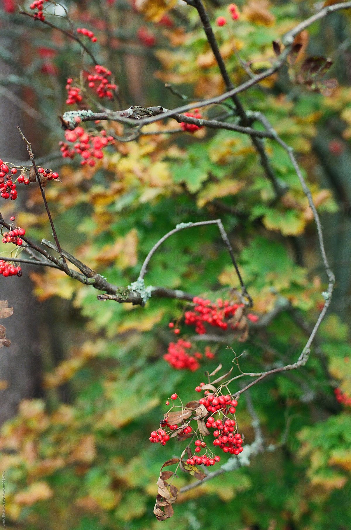 "Red Rowan On A Tree In The Forest" by Stocksy Contributor "Amor ...
