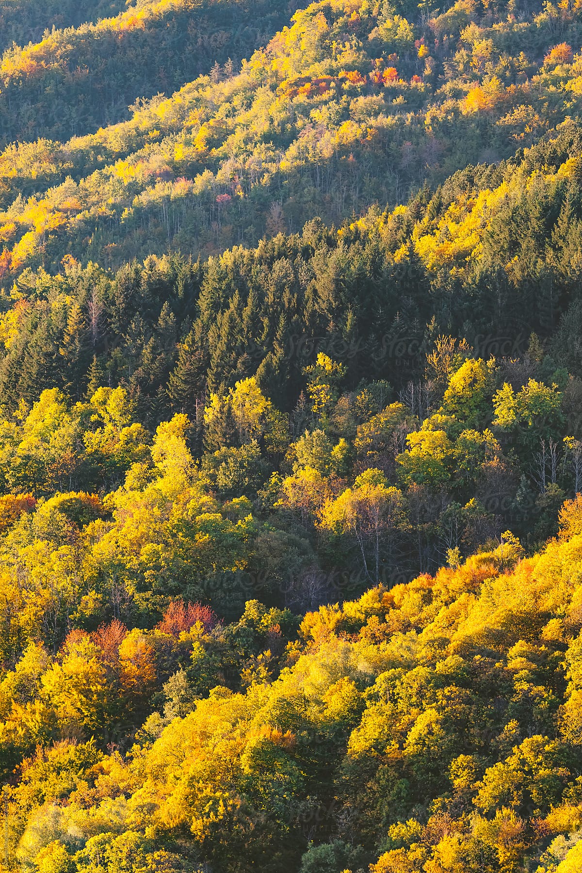 "Changing Color Forest During Autumn In Central Italy" by Stocksy ...