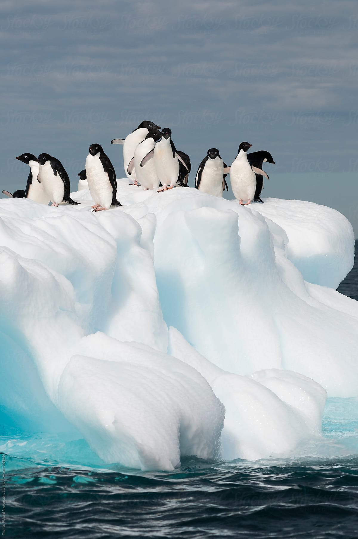 Penguins On Iceberg Realm Of Penguins And Icebergs Antarctica