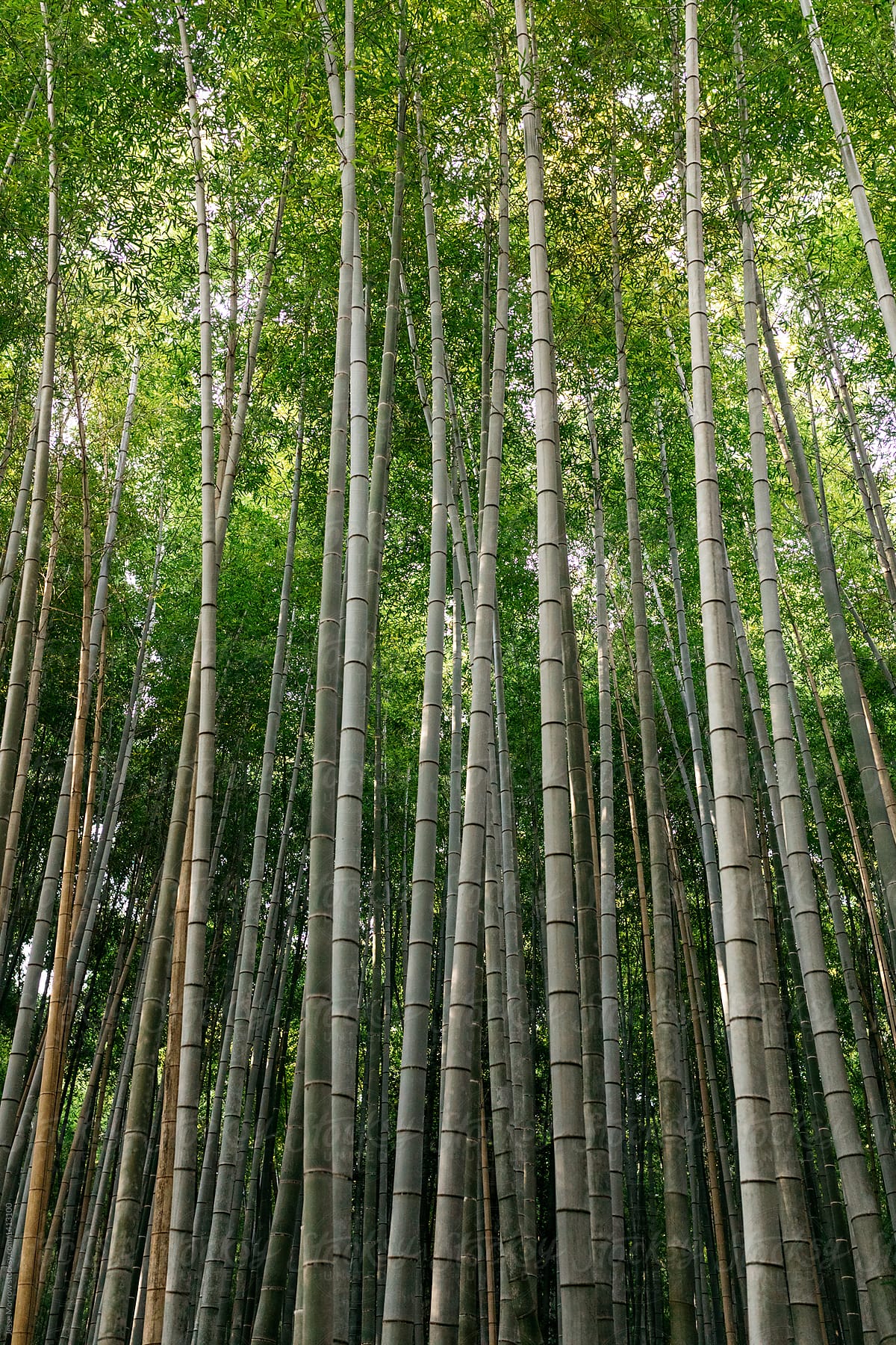 "Beautiful Landscapes Through Tall Old Growth Bamboo Forest In Kyoto ...