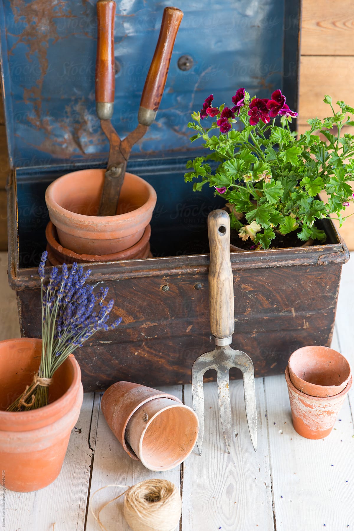 "Pelargonium In A Metal Chest With Gardening Equipment" by Stocksy ...