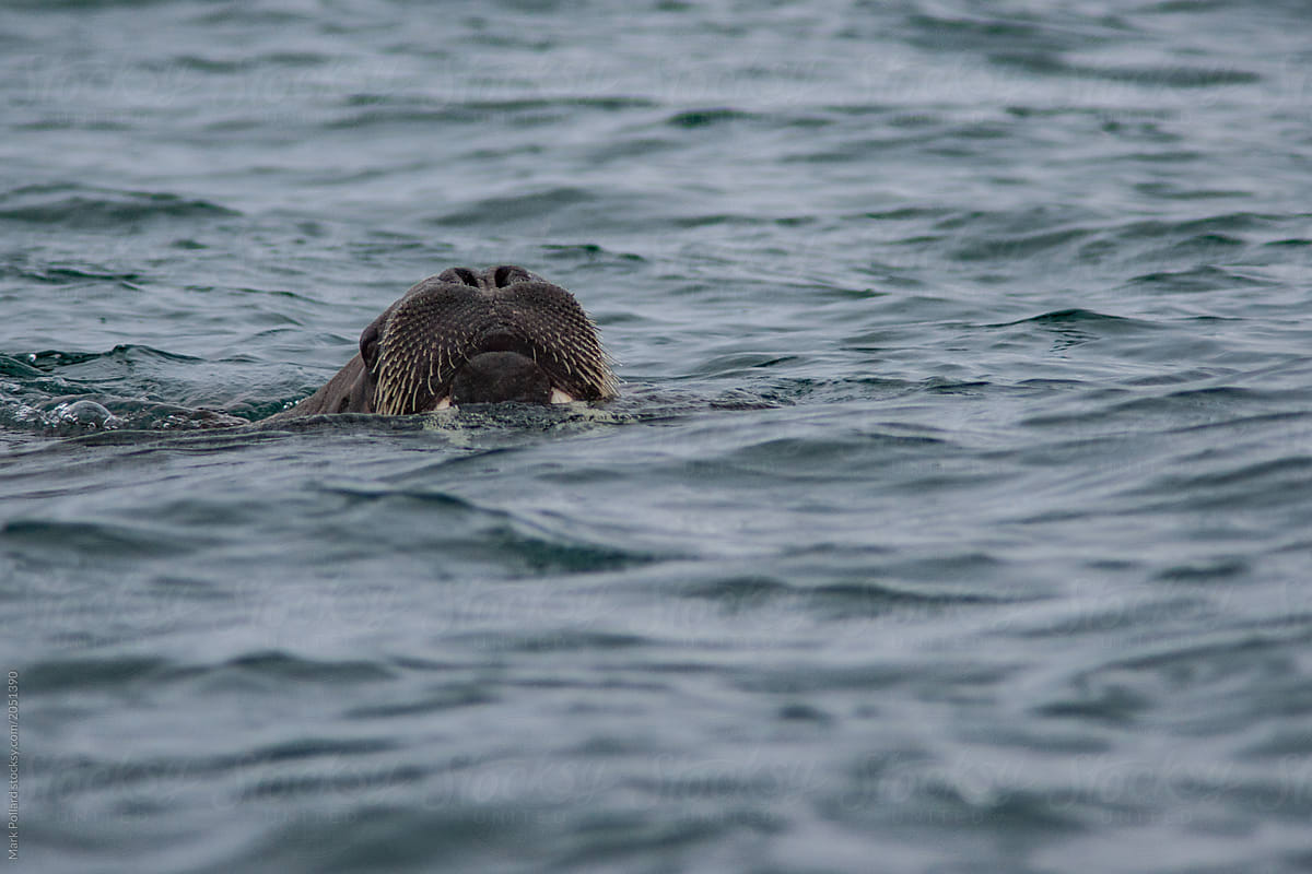 "A Walrus Swimming In The Arctic Ocean" by Stocksy Contributor "Mark ...