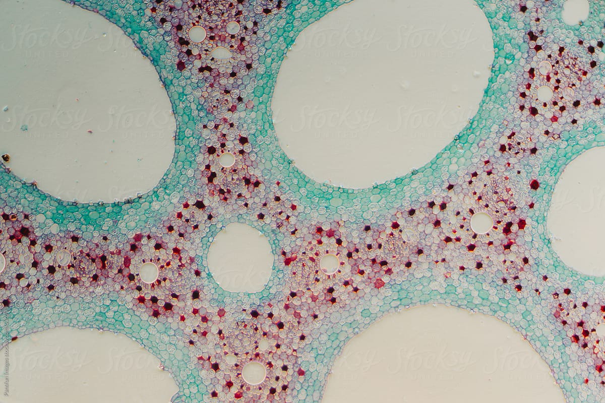 "Plant Cells Micrograph" by Stocksy Contributor "Pansfun Images" - Stocksy