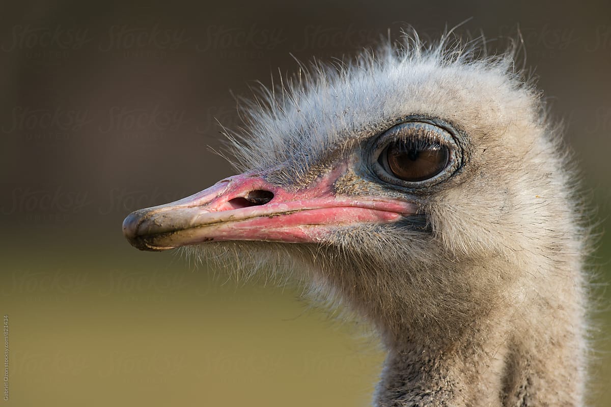 "Ostrich" by Stocksy Contributor "Gabriel Ozon" - Stocksy