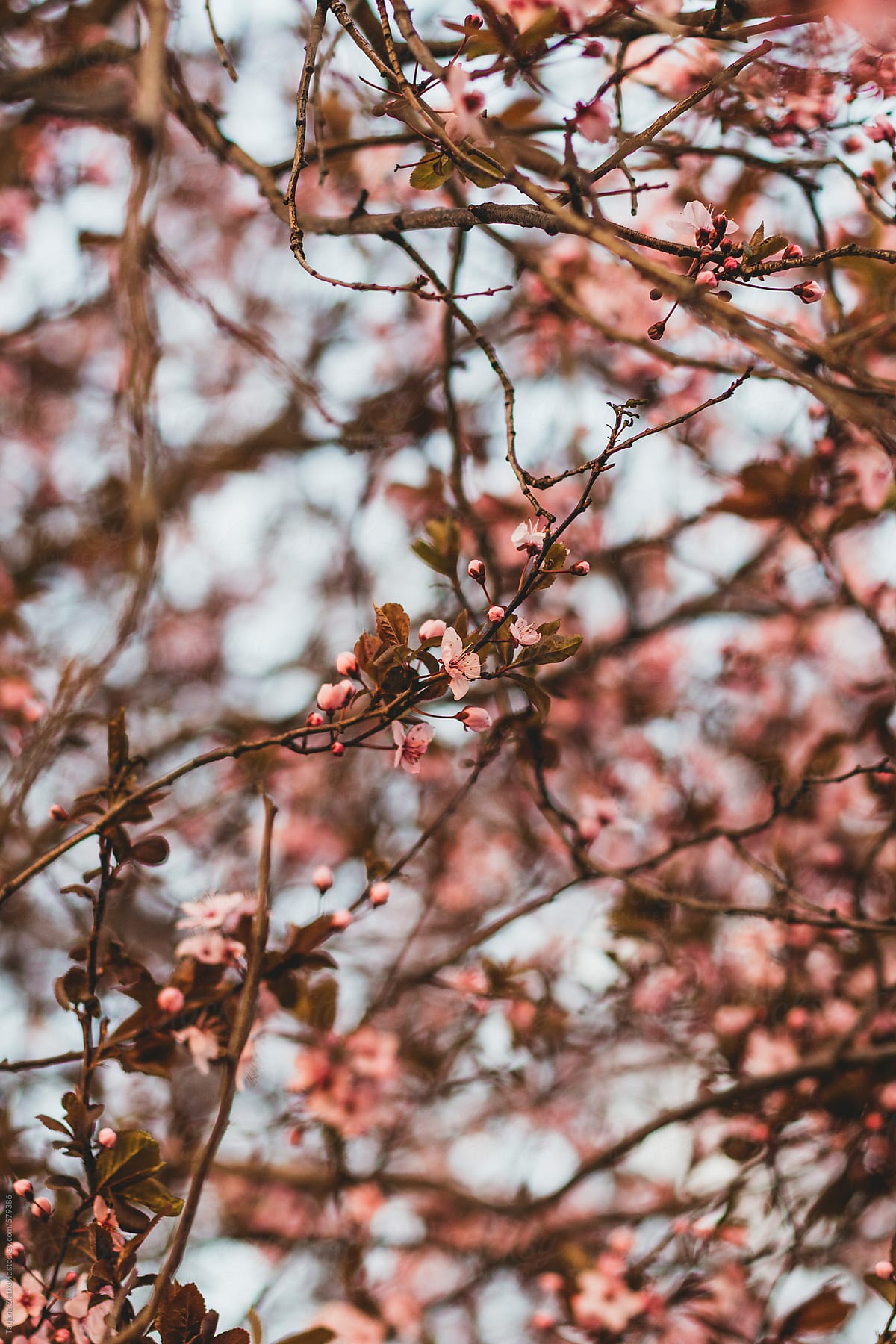 "Pink Spring Blossom" by Stocksy Contributor "Tatjana Zlatkovic" - Stocksy
