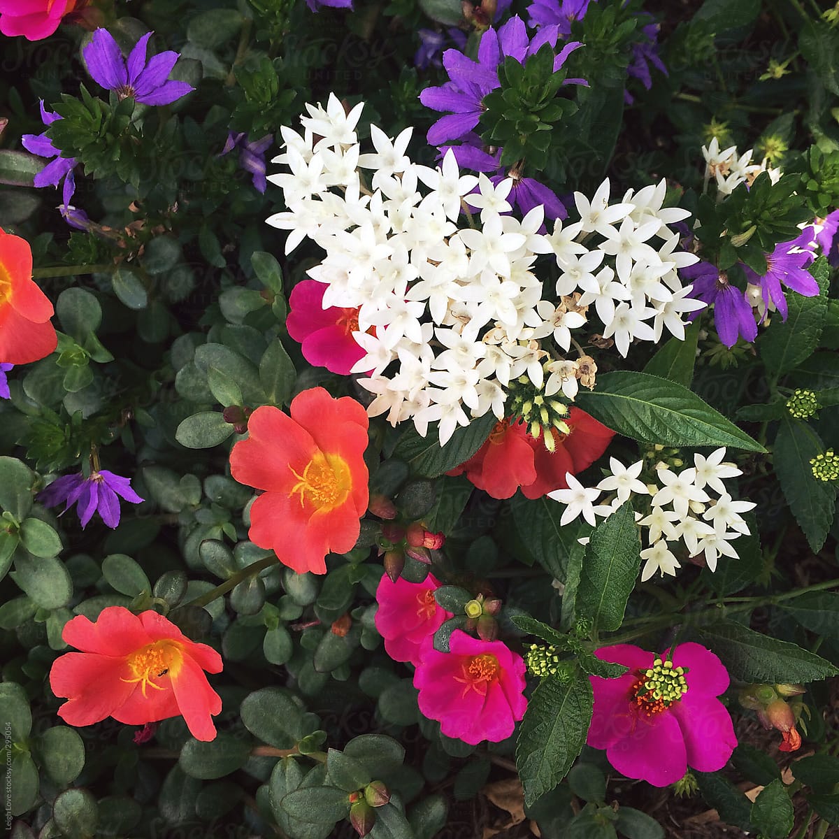 "A Patch Of Seasonal Colorful Flowers" by Stocksy Contributor "Leigh ...