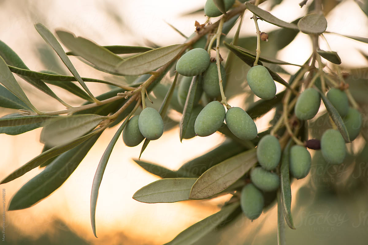 "Olive Branch At Sunset" by Stocksy Contributor "Marc Fiorito" - Stocksy